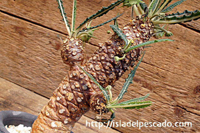 isla del pescado - Dorstenia crispa var. lancifolia isla del pescado - Dorstenia crispa var. lancifolia